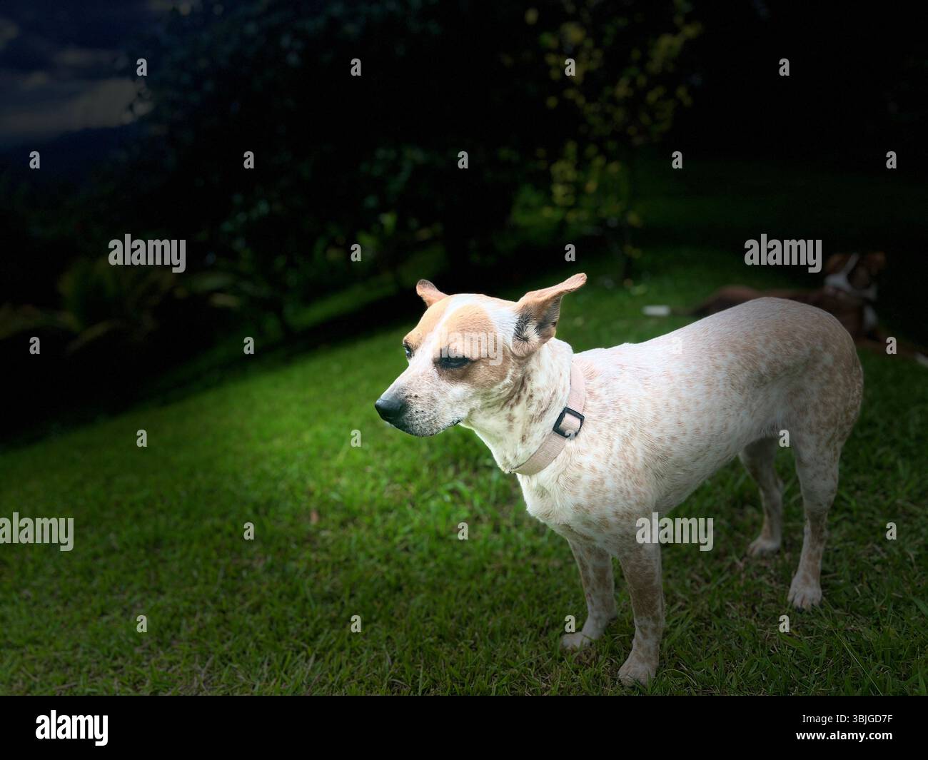 Corazon boricua hi-res stock photography and images - Alamy