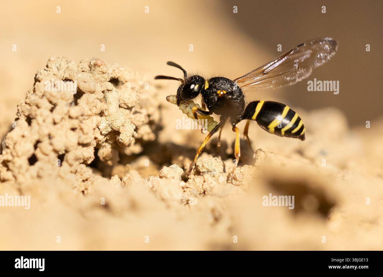 14 June 2025, Berlin: 14.06.2025, Berlin. A spiny mason wasp (Odynerus spinipes) brings the ...