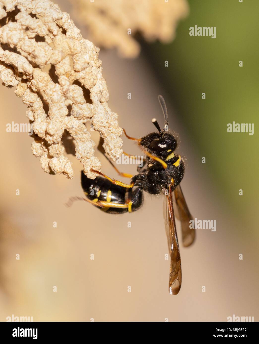 Berlin, Germany. 14th June, 2025. 14.06.2025, Berlin. A spiny mason ...