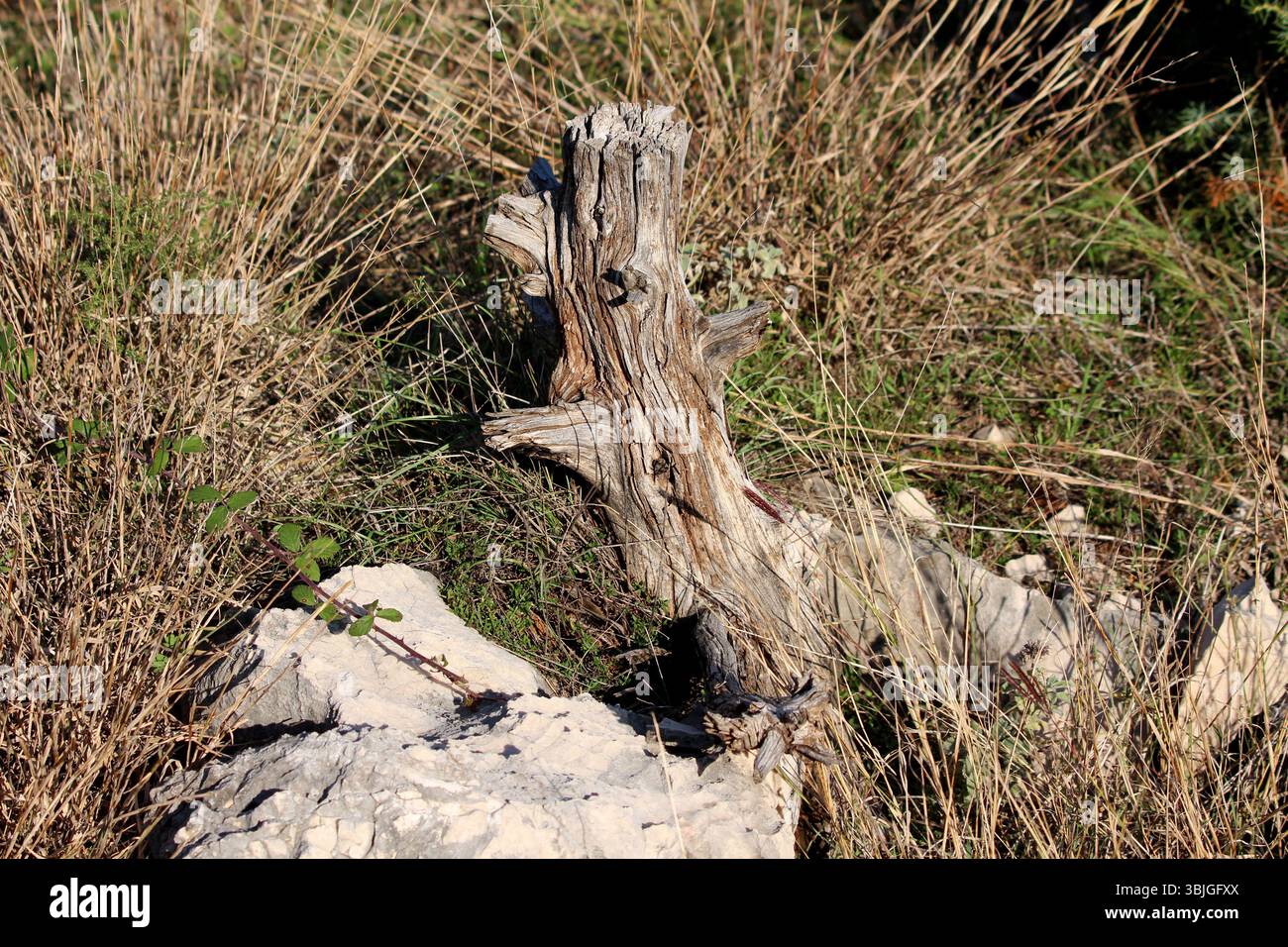 A sun-bleached tree stump with rugged texture stands among dry grasses ...