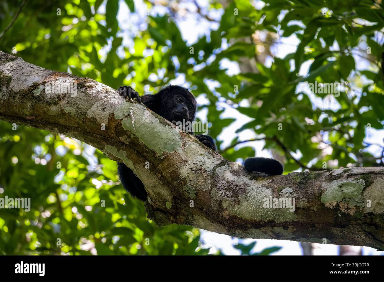 Yucatan black howler monkeys family group resting on tree branches in ...