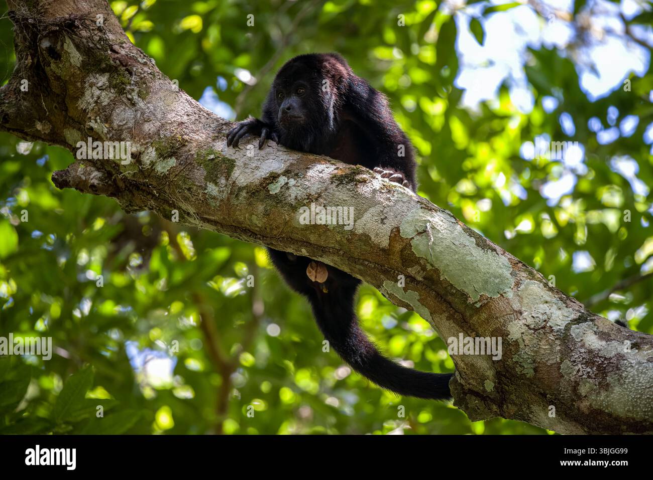 Yucatan black howler monkey resting on tree branch among green foliage ...