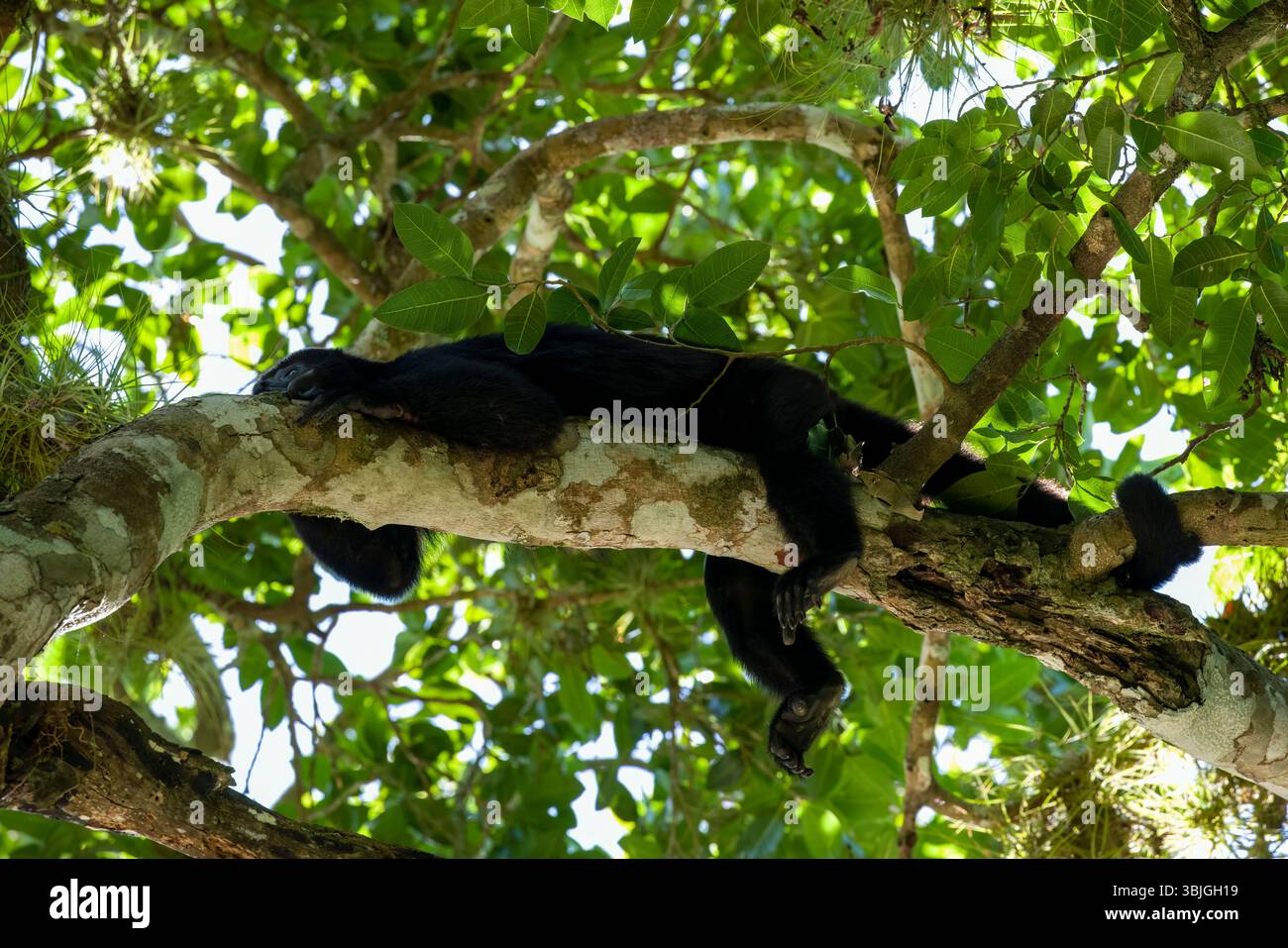 Yucatan Black Howler Monkey lying on tree branch among dense green ...