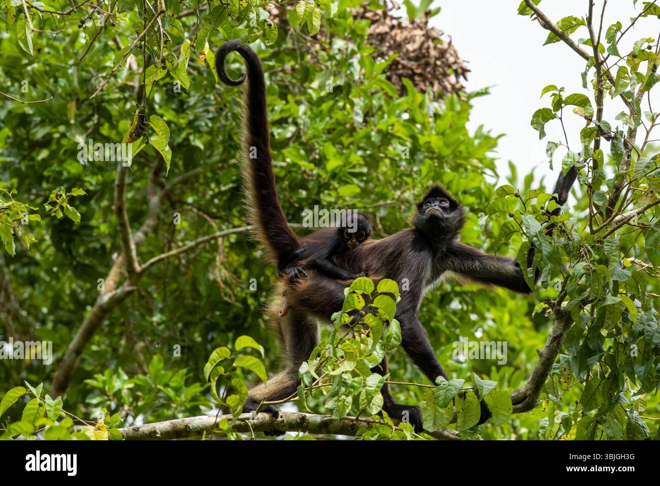 Monkey moving through dense tree hi-res stock photography and images ...