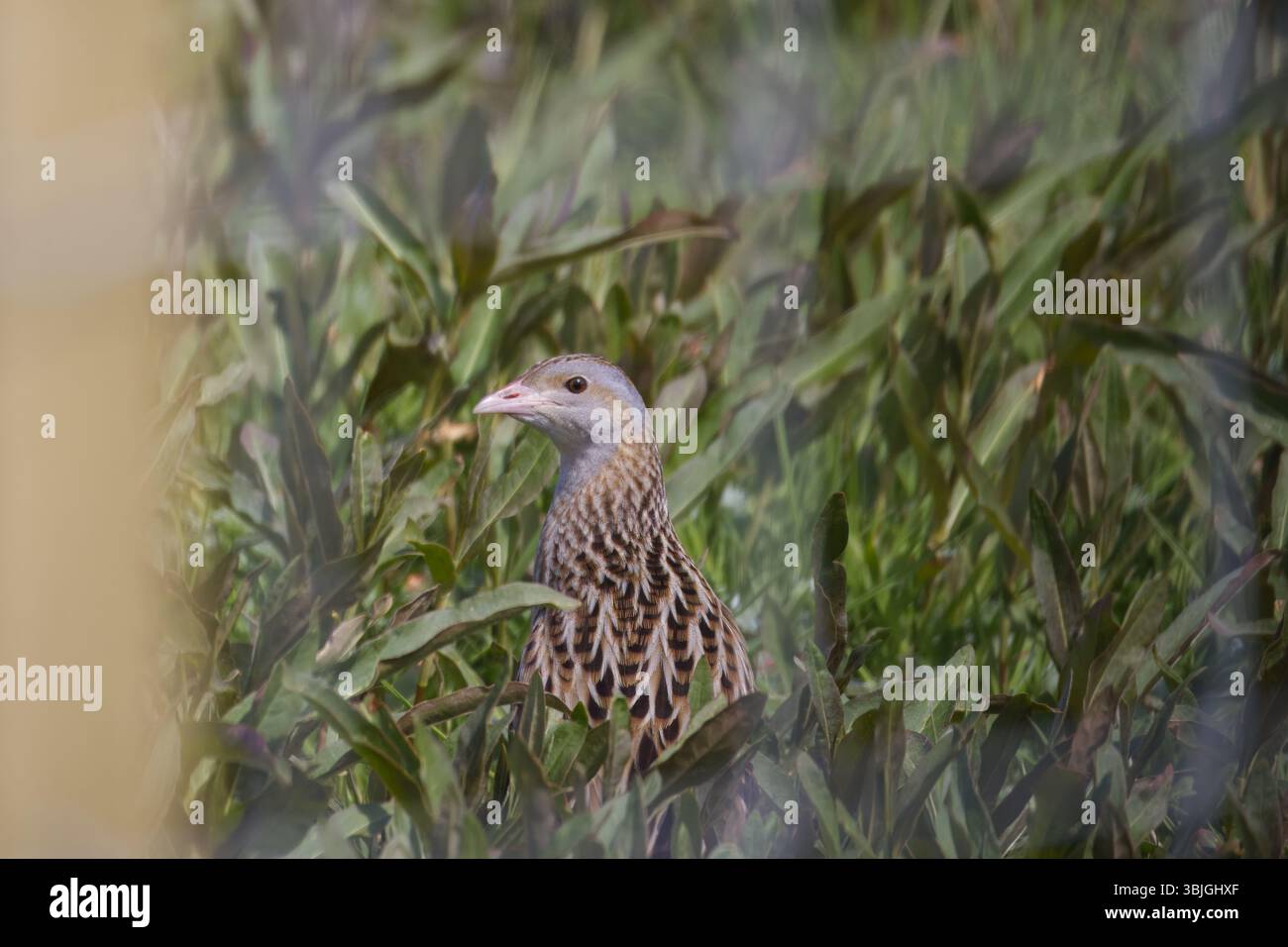 A rare Corncrake (Crex crex) in the grass, seen through a wire fence in Benbecula, part of the ...