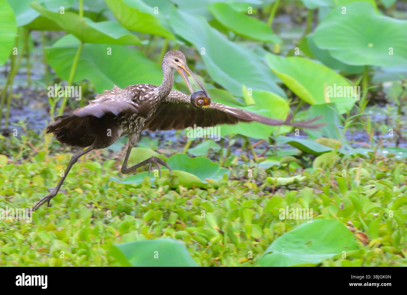 Limpkin (Aramus guarauna) rushing to feed its chicks with a caught ...