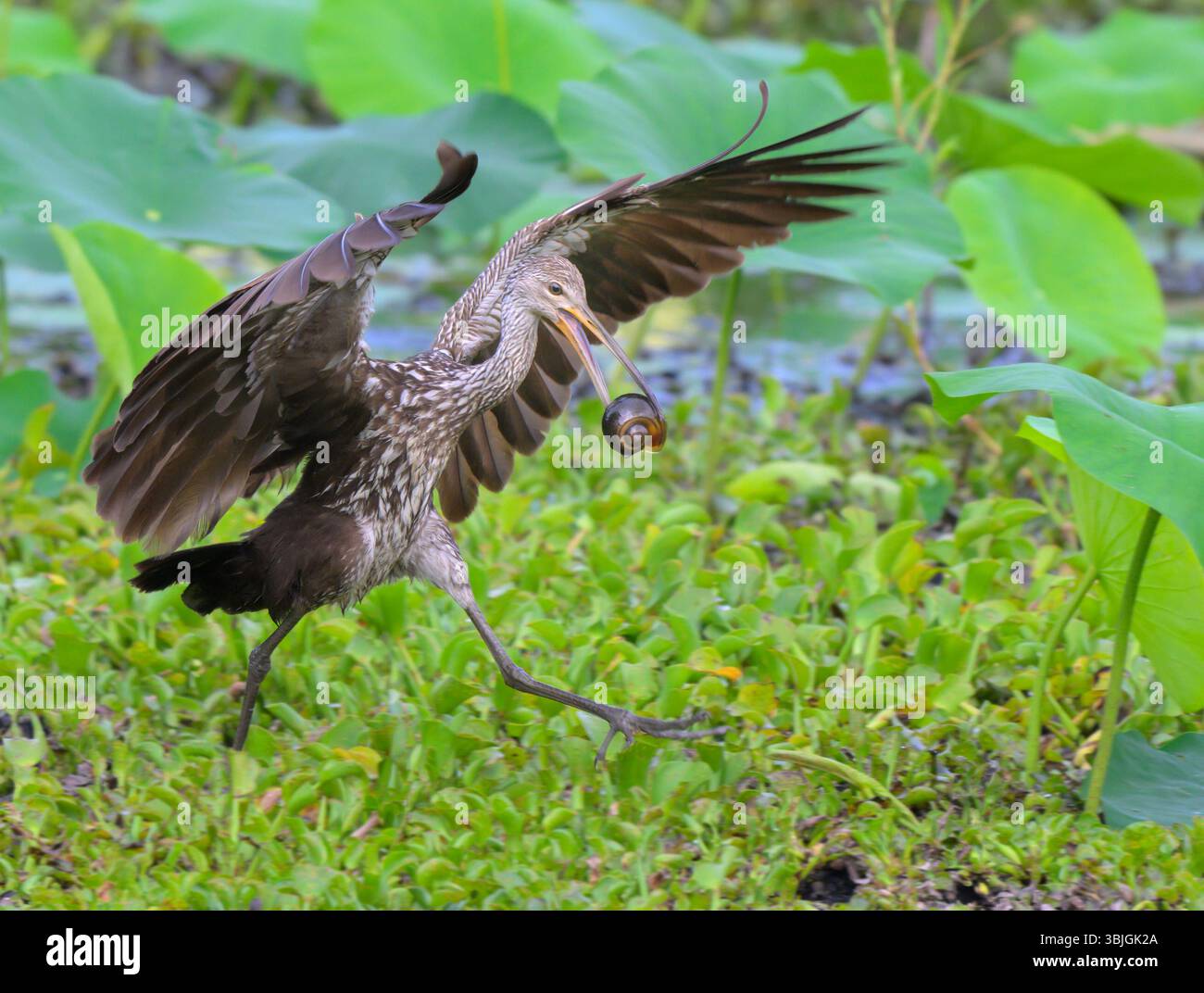Limpkin (Aramus guarauna) rushing to feed its chicks with a caught ...