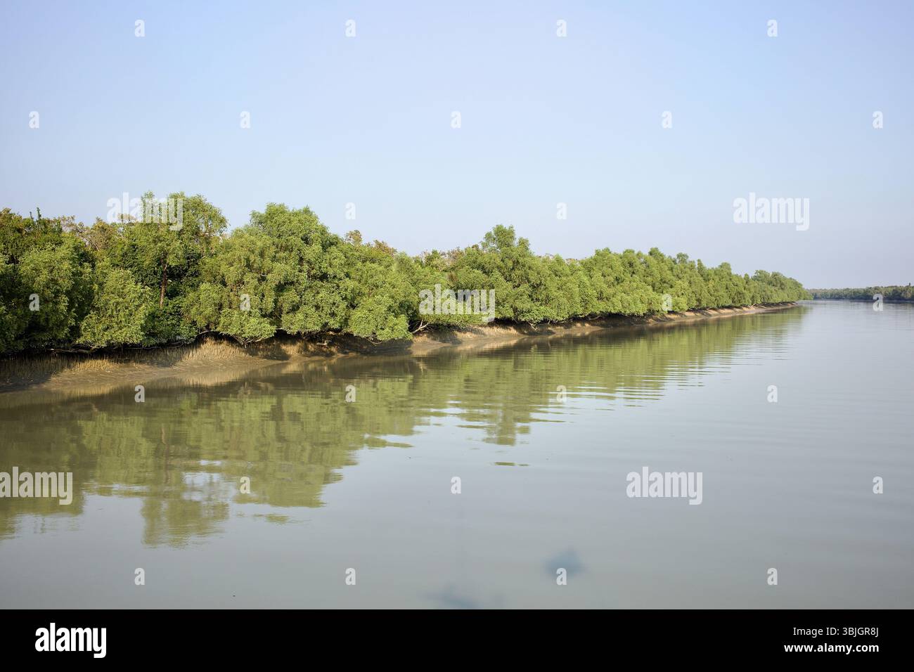 Mangrove forest line reflected in the calm tidal waters of the Sundarbans, southern Bangladesh ...