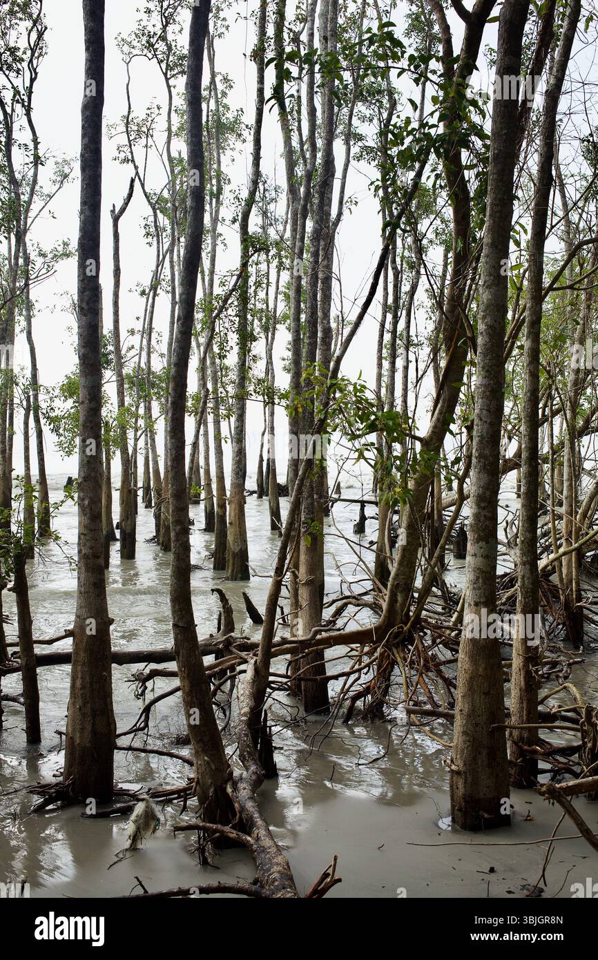 Mangrove trees stand rooted in tidal mudflats on Dublar Char, an island in the Bay of Bengal ...