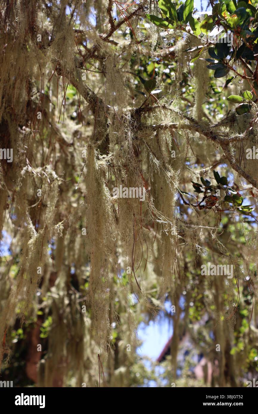Strands of lichen hang from branches of a California live oak tree ...