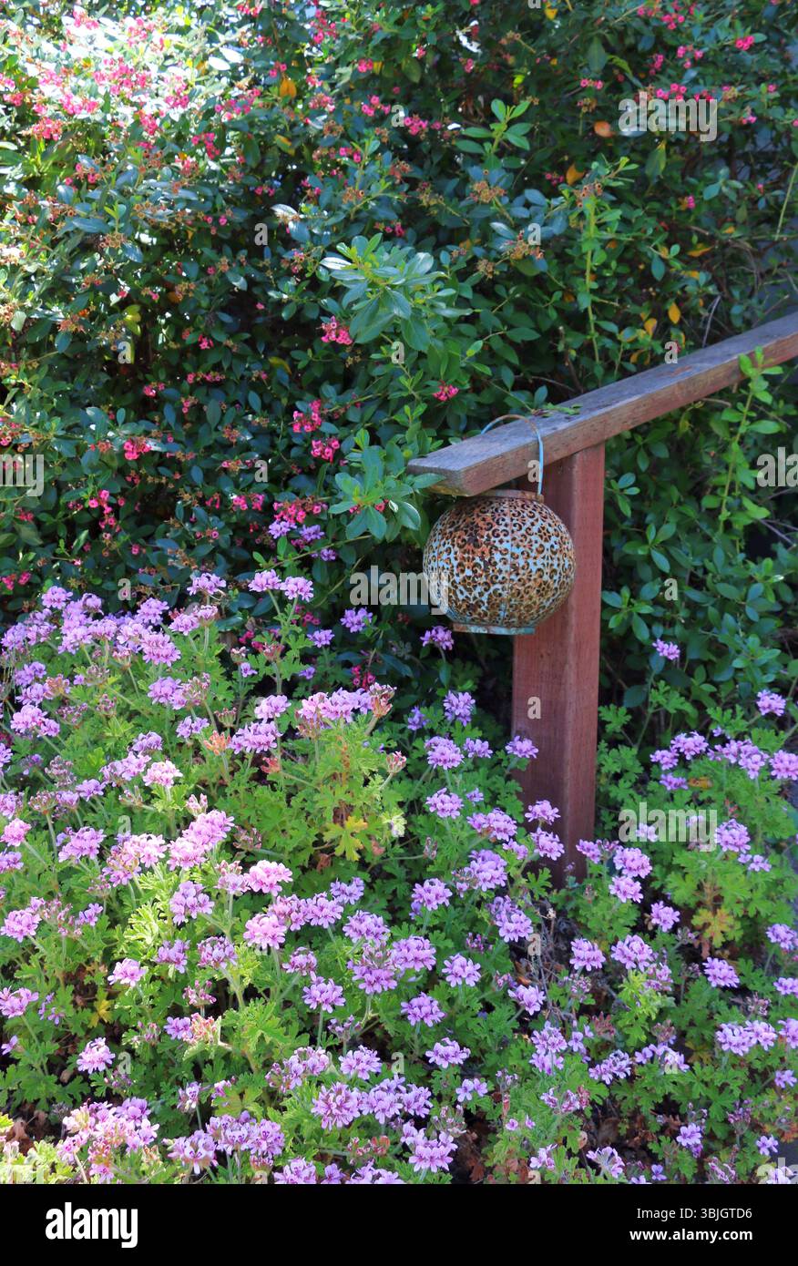 Romantic garden landscape with lush growth of purple geraniums framing ...