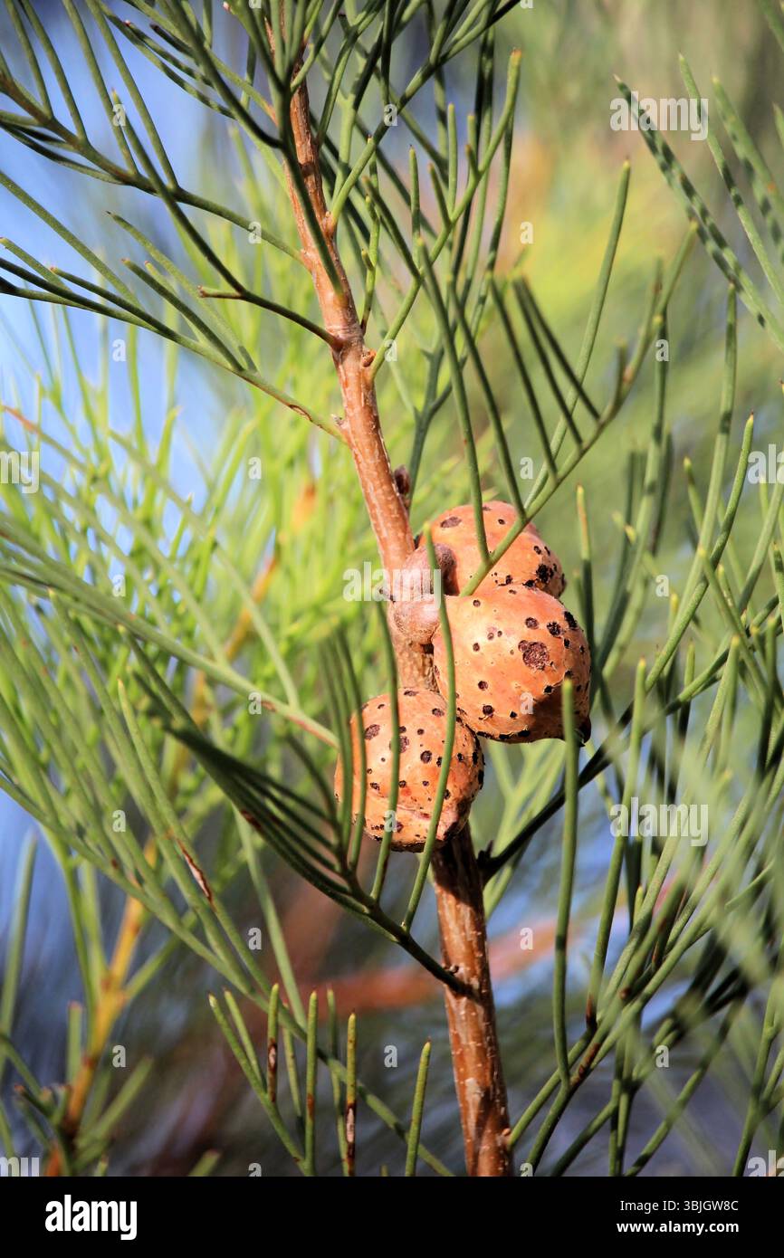 Fruit of Sweet Hakea (Hakea drupacea) on stem, South Australia Stock ...