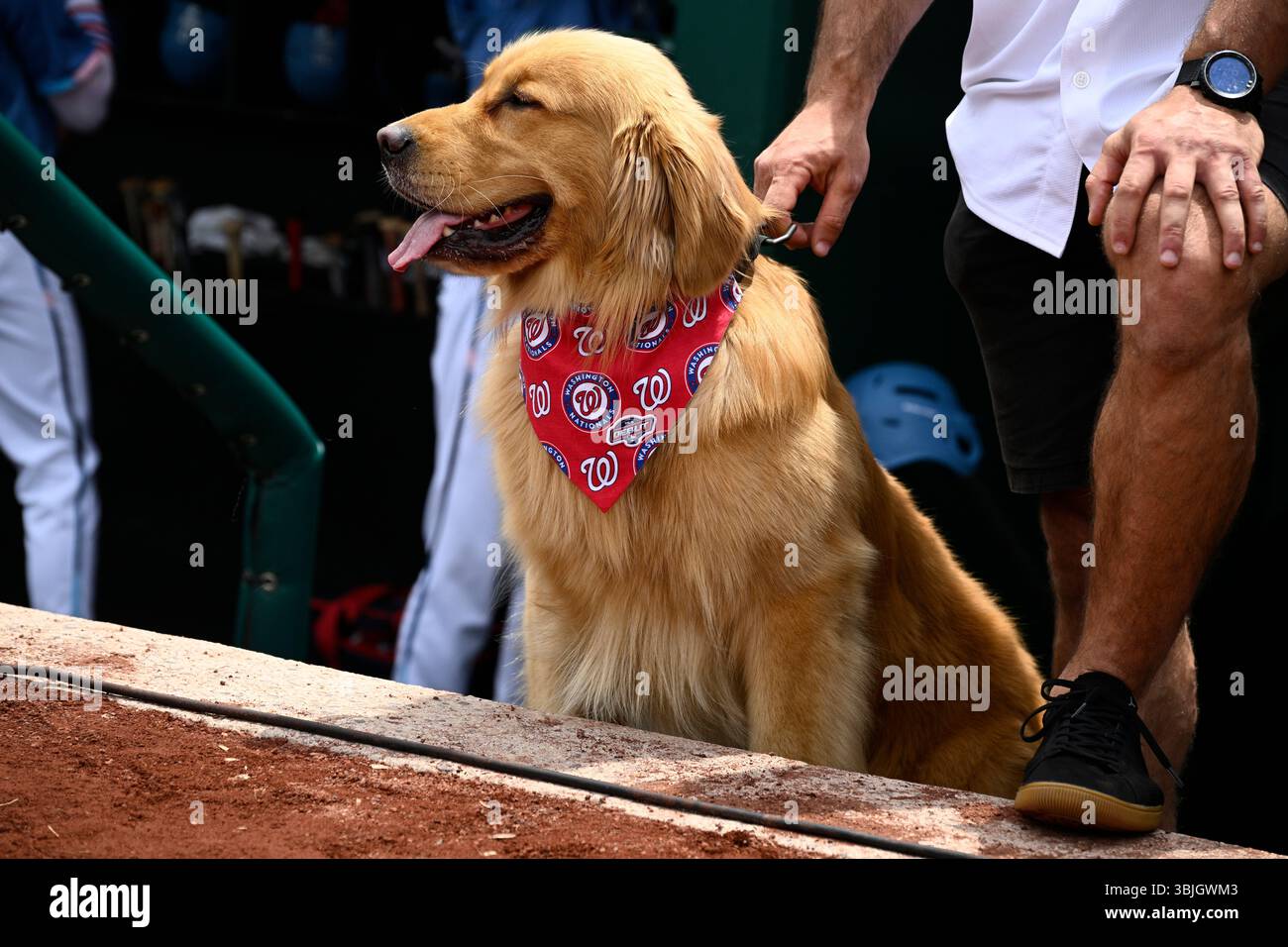 Bruce, the bat dog, before a baseball game between the Washington ...