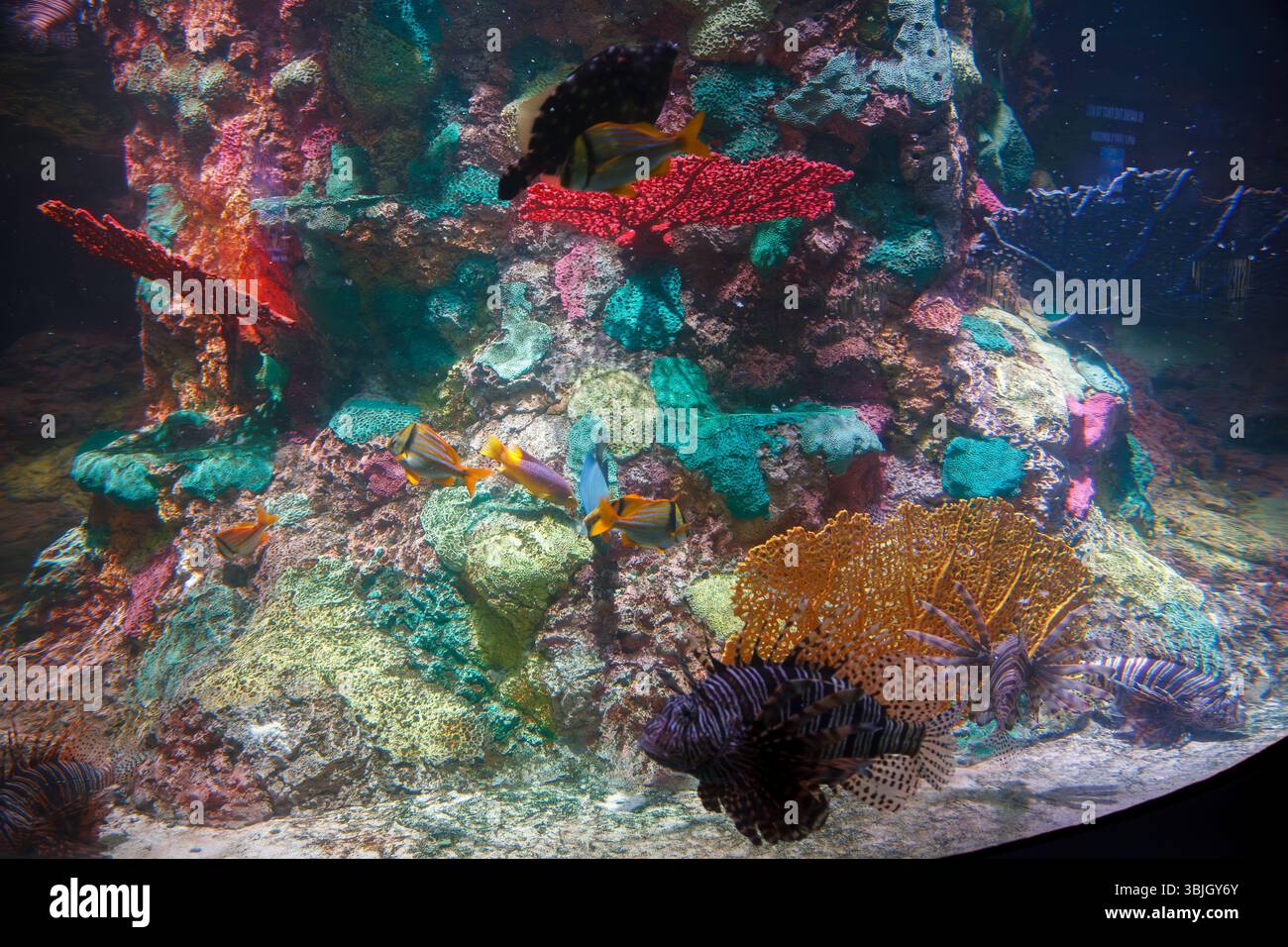 The Fish and the colorful corals in an aquarium inside the Sea World ...