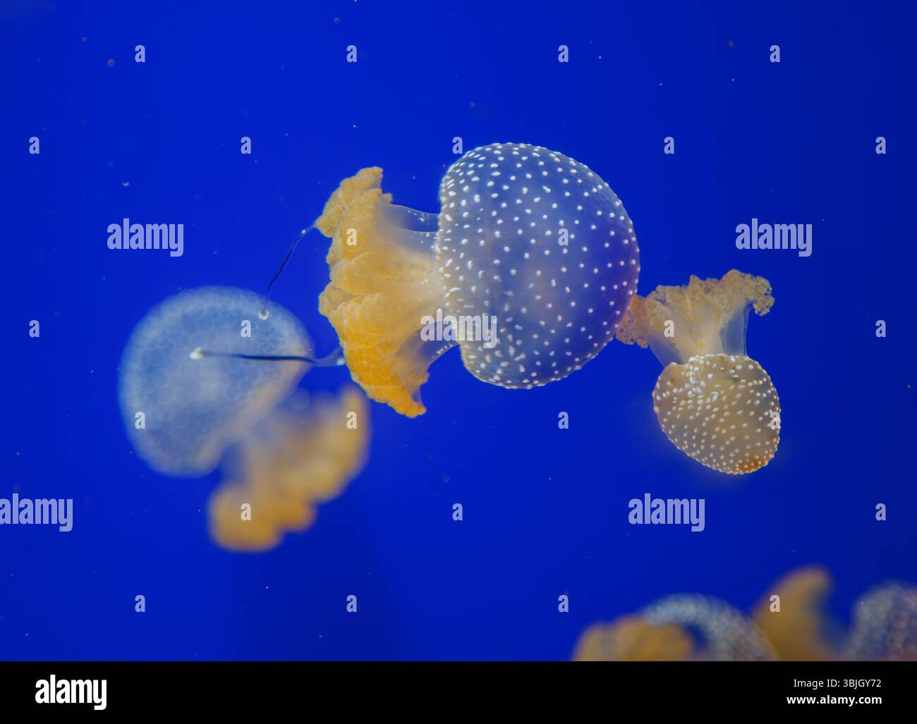 World jellyfish day hi-res stock photography and images - Alamy