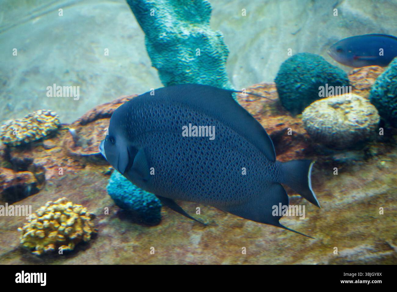 The Fish and the colorful corals in an aquarium inside the Sea World ...