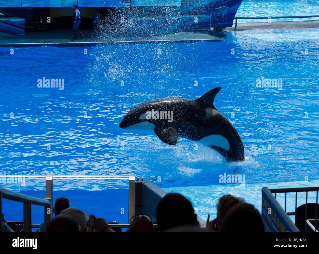 The Performance show with Orca whales at Orca Encounter, Sea World ...