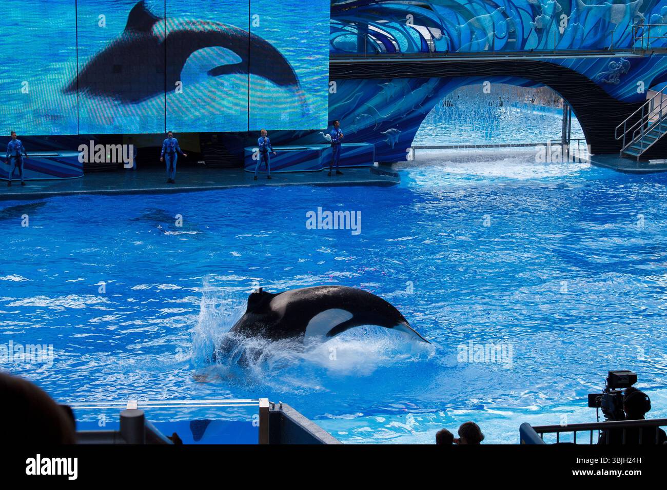 The Performance show with Orca whales at Orca Encounter, Sea World ...