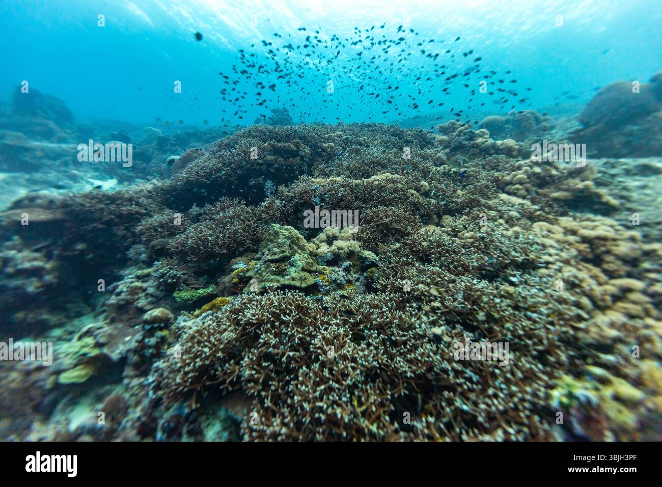 A school of fish swims above a coral reef, seeking shelter and food ...