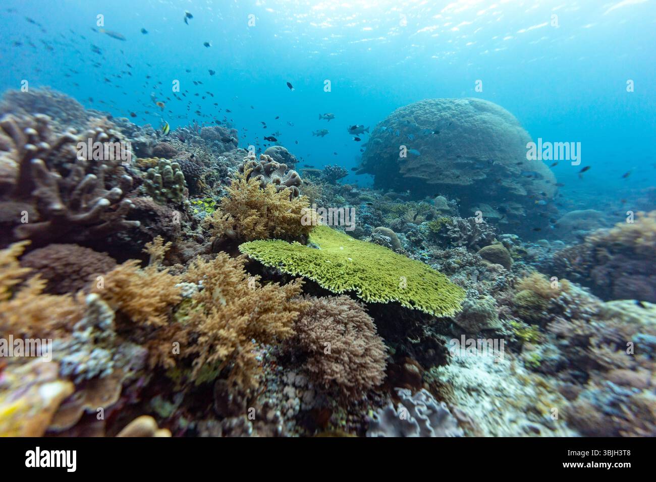 A vibrant underwater scene unfolds, showcasing a diverse coral reef ...