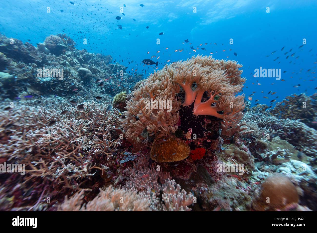 A vibrant coral reef teeming with life, showcasing the beauty and ...