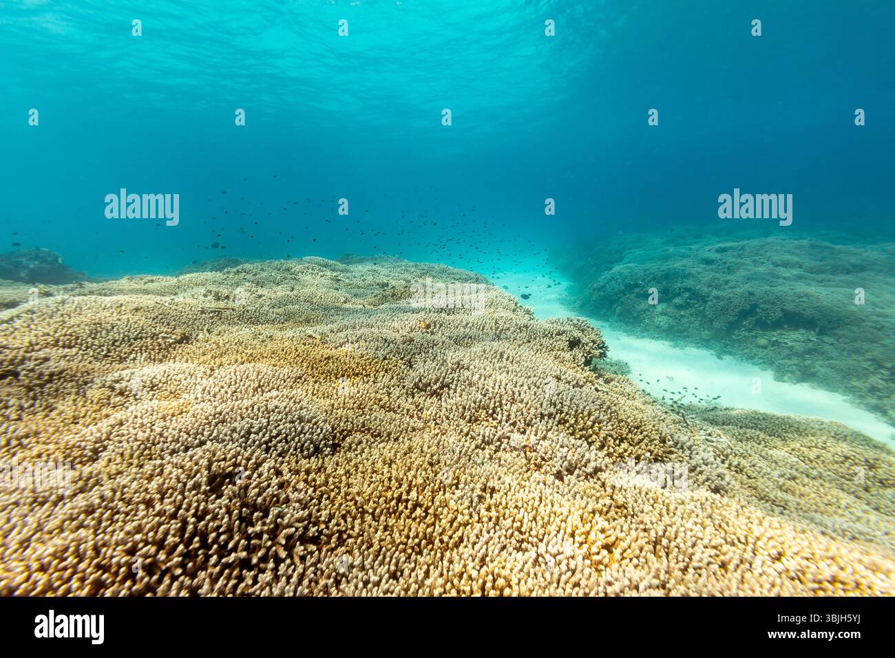 An underwater view of a coral reef teeming with small fish, showcasing ...