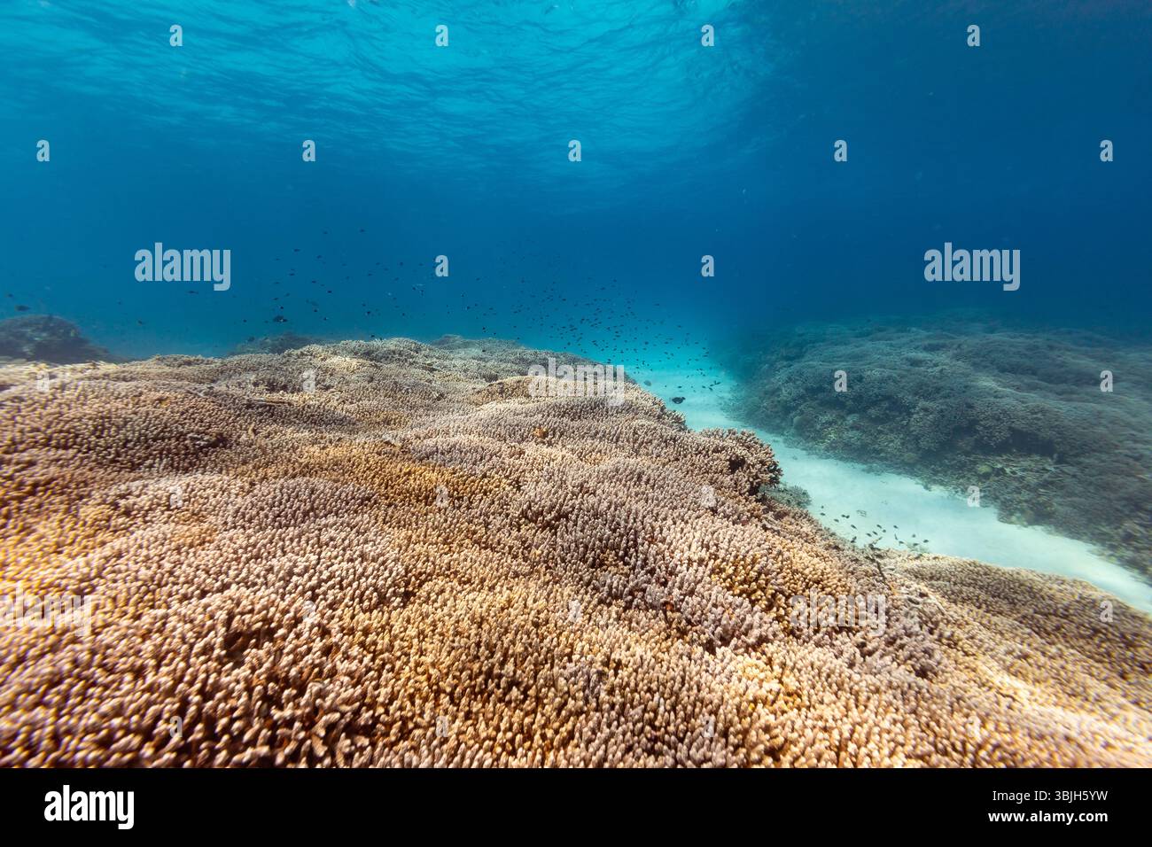 A vibrant underwater scene showcases a thriving coral reef teeming with ...