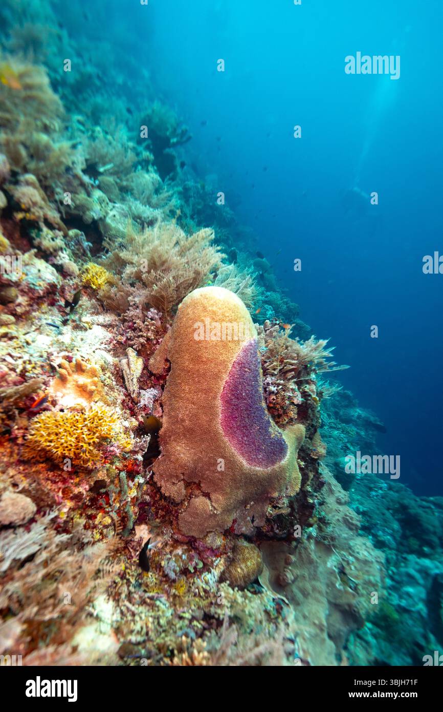 A vibrant underwater scene showcases a diverse coral reef ecosystem ...