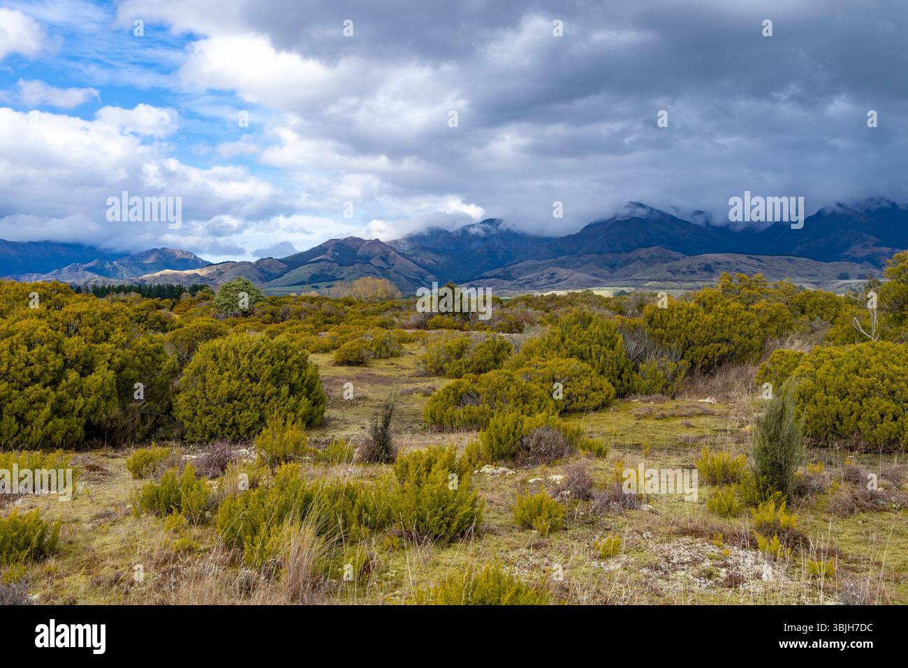 Wilderness Scientific Reserve, The Key, Te Anau, vegetation post ...