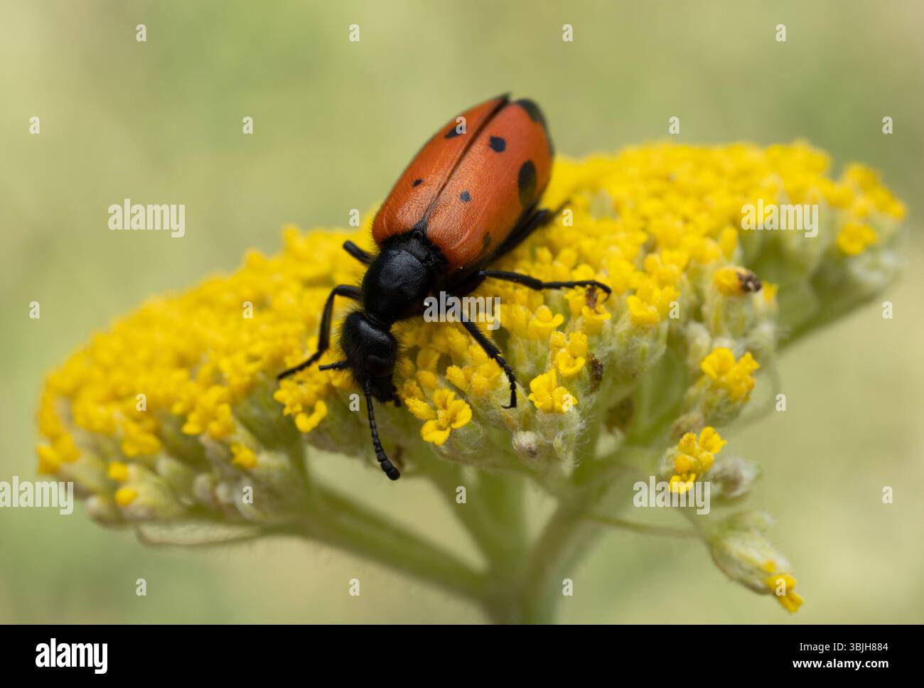 The macro photo shows a Mylabris quadripunctata bright orange beetle ...