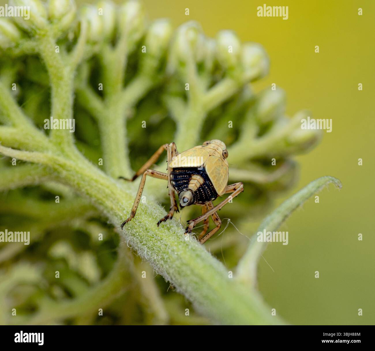 A macro photograph of a light brown insect sitting on a green hairy ...