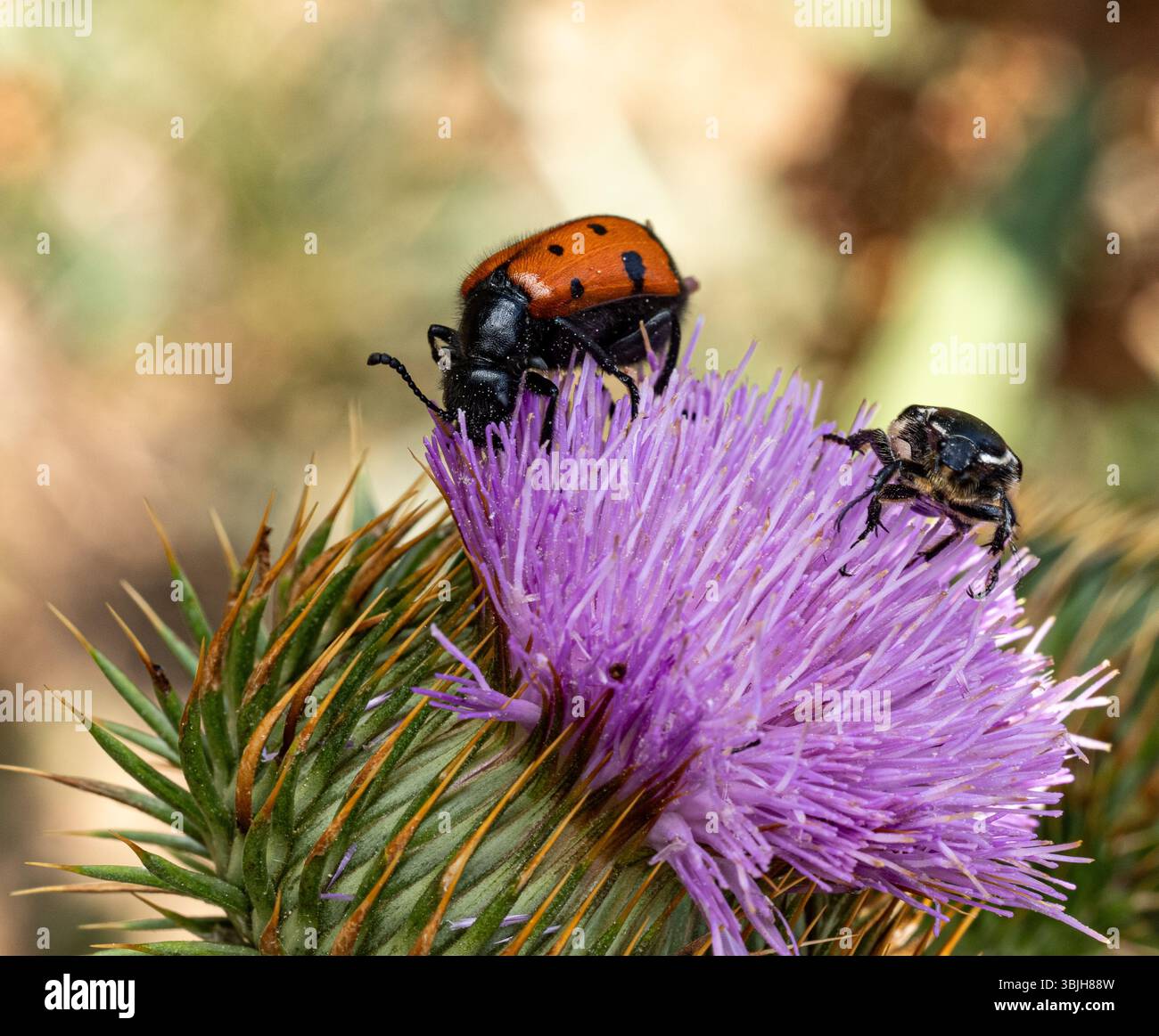 The macro photo shows a Mylabris quadripunctata bright orange beetle ...