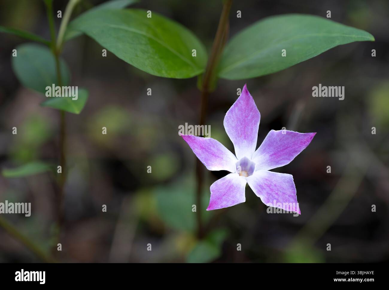 The Greater periwinkle wildflower blooming at Fonte da Benemola ...
