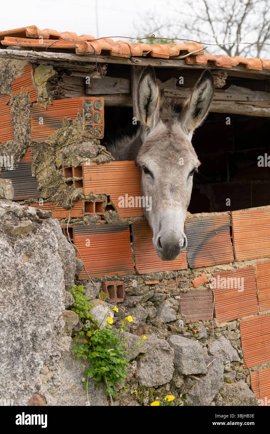 A donkey in a barn window in the village of Casais, Algarve, Portugal ...