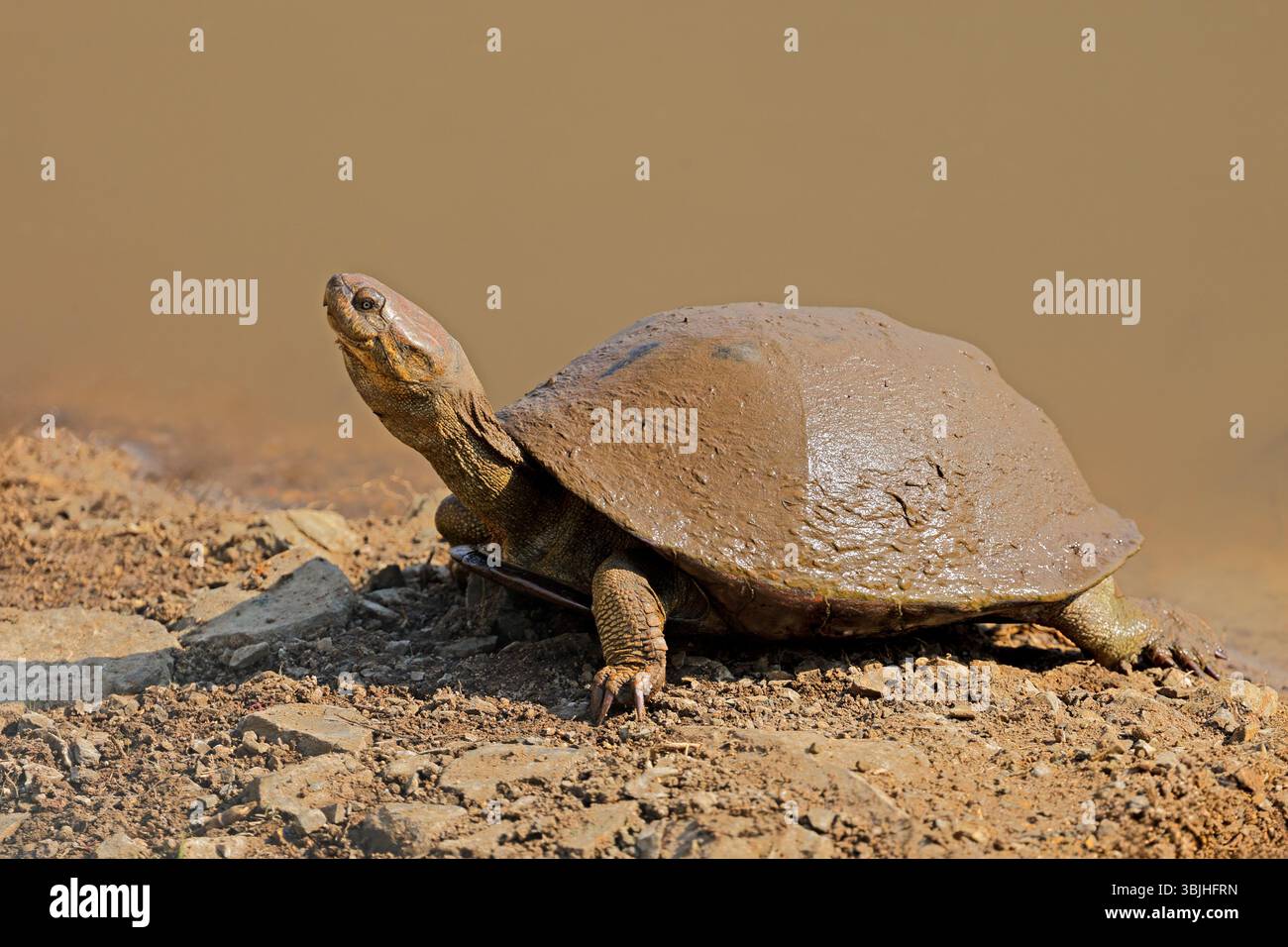 A helmeted terrapin (Pelomedusa subrufa) basking on land, South Africa ...