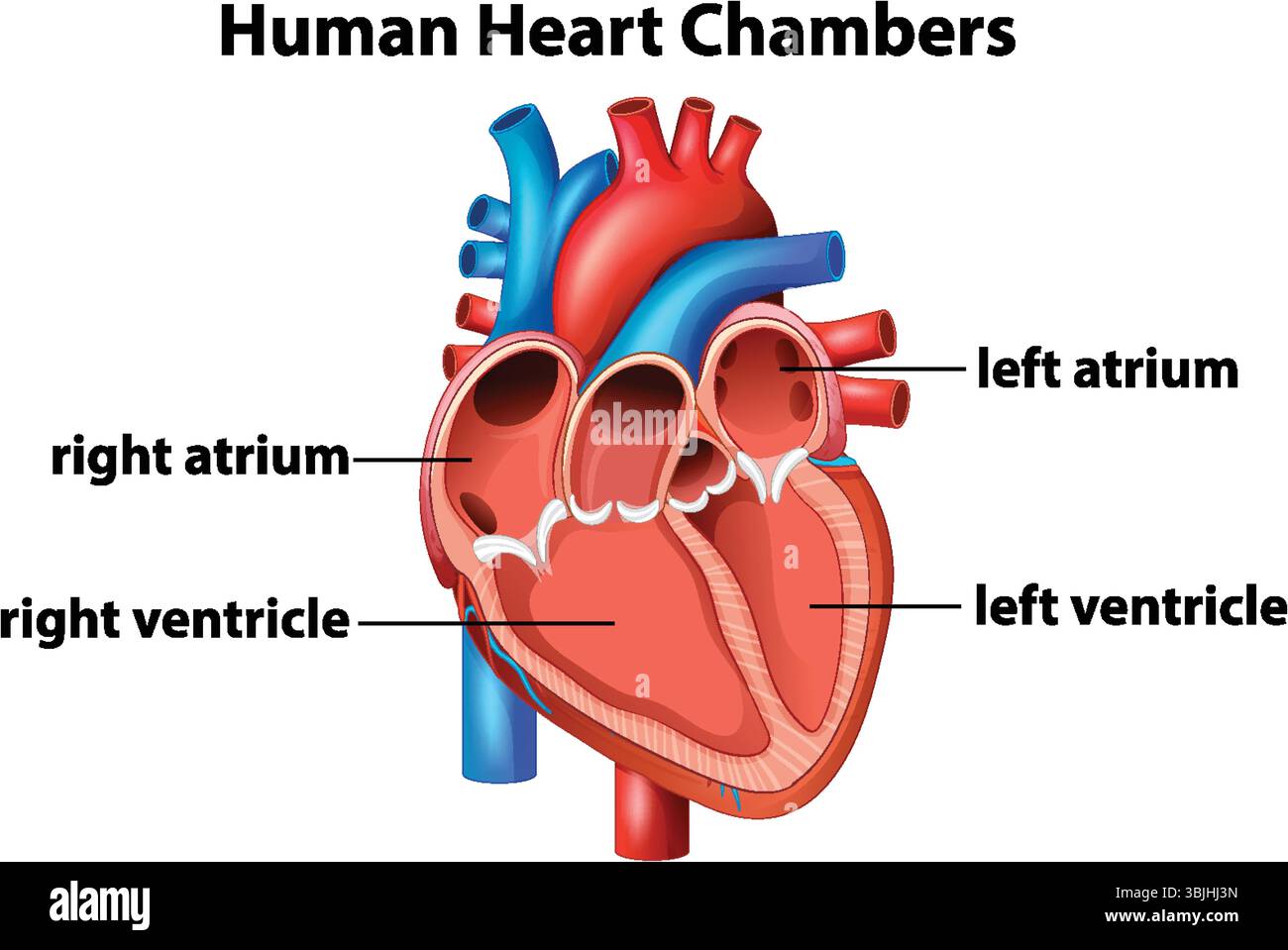 Anatomical vector illustration of human heart chambers with labeled ...