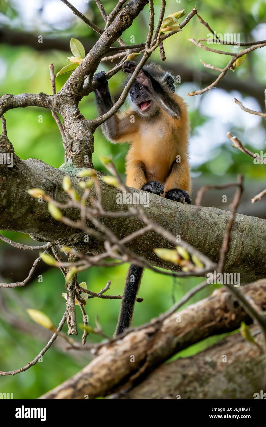 Germain's Langur - Trachypithecus germaini, rare endagered Old World ...