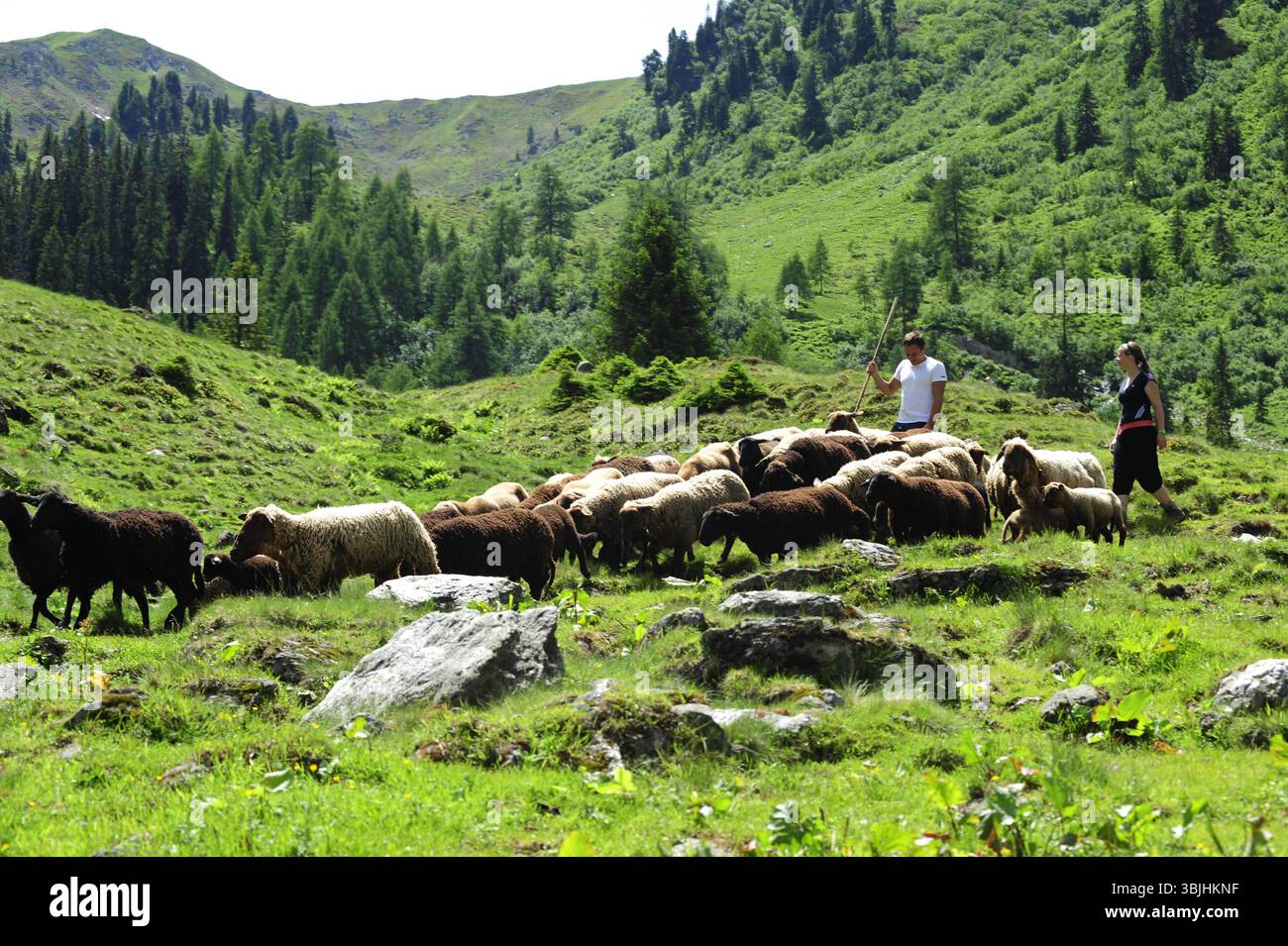 Sheep breeding on the mountain pasture, farm animals in the alps Sheep ...