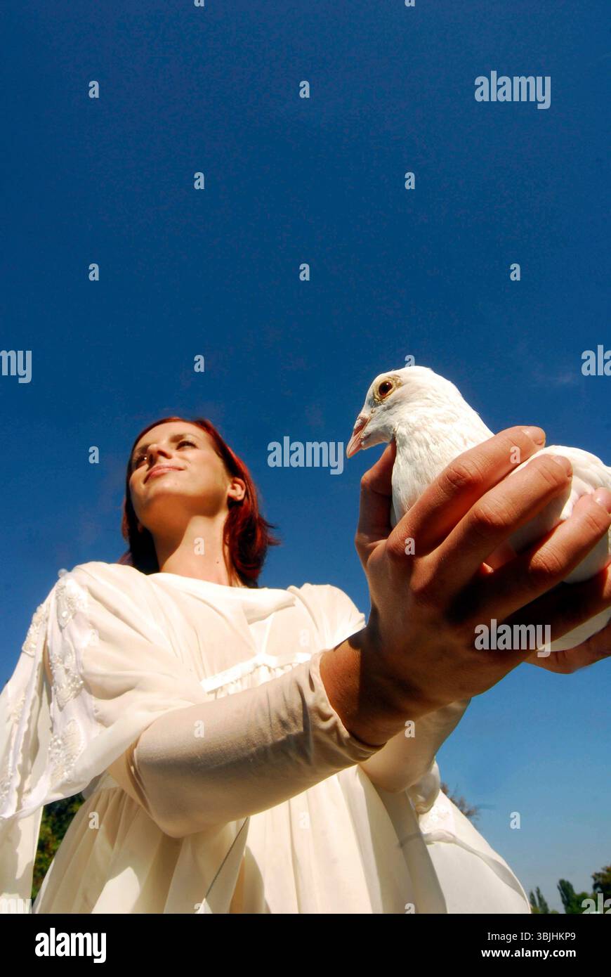 the white dove as a sign of peace and unity white dove as a sign of ...