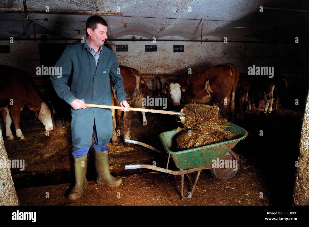 The cow is an animal, a ruminant, a domestic animal The cow is an ...