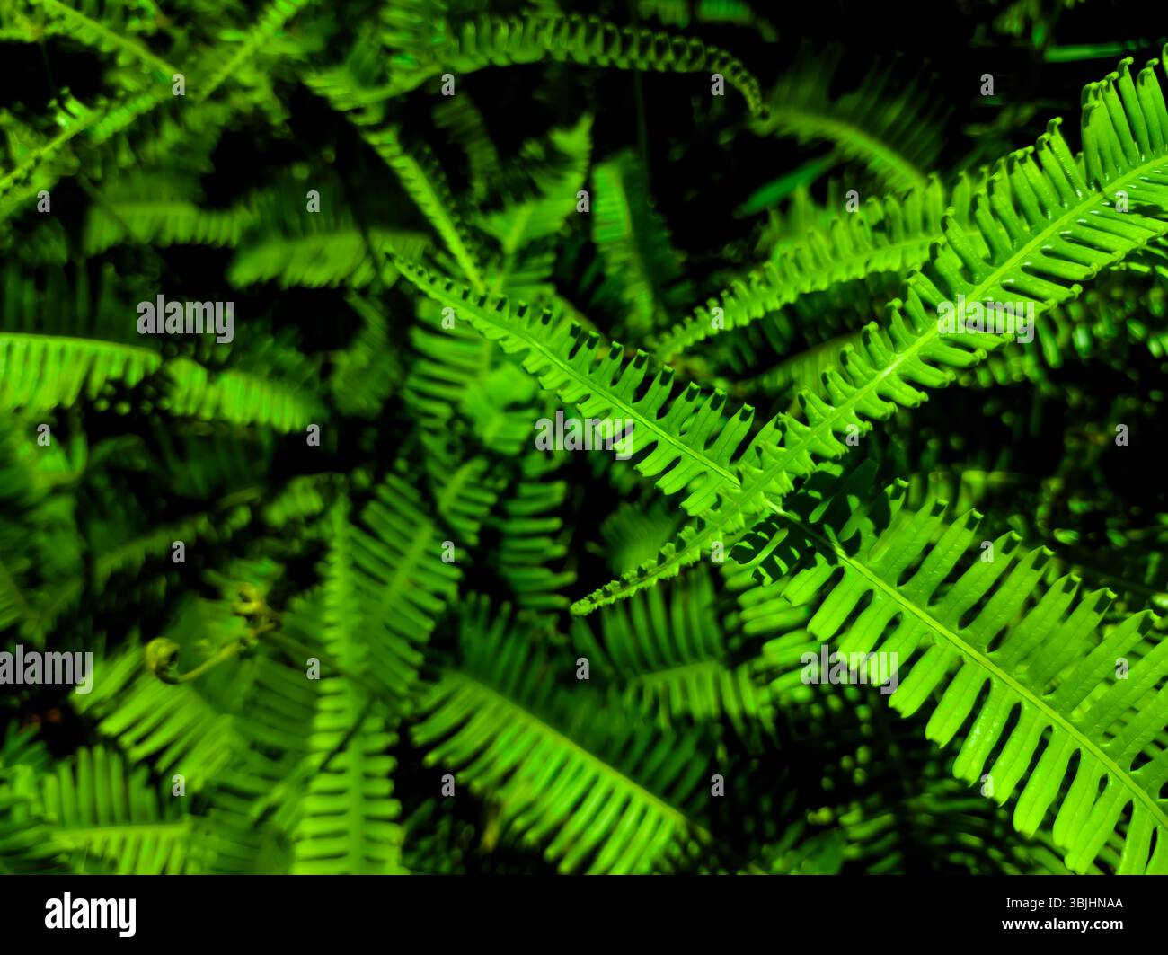 Macro view of green fern fronds in natural light Stock Photo - Alamy