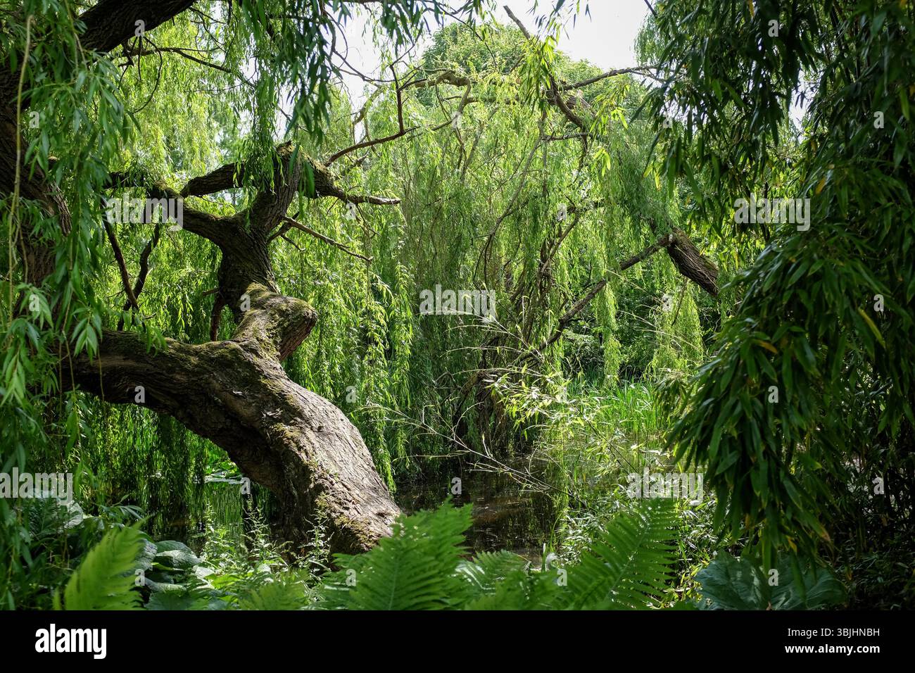 Cambridge UK June 2025 - The Cambridge University Botanic Garden with ...