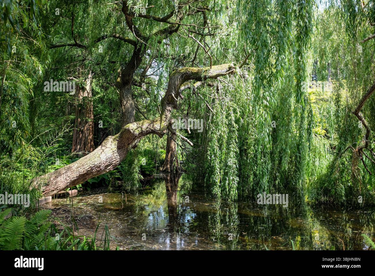 Cambridge UK June 2025 - Old willow trees overhanging a pool in The ...