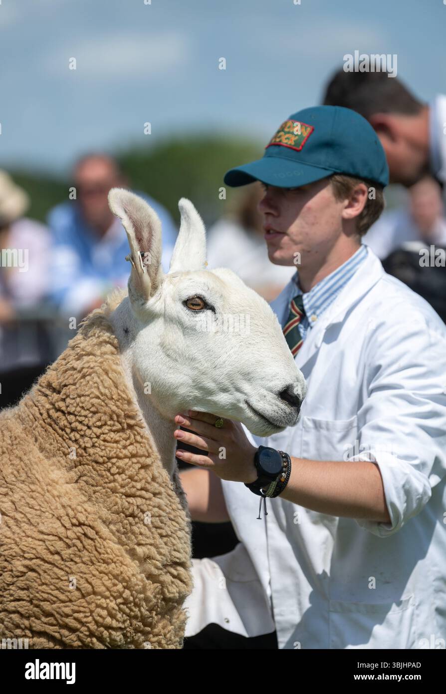 Showing Border Leicester sheep at the Royal Three Counties Show ...