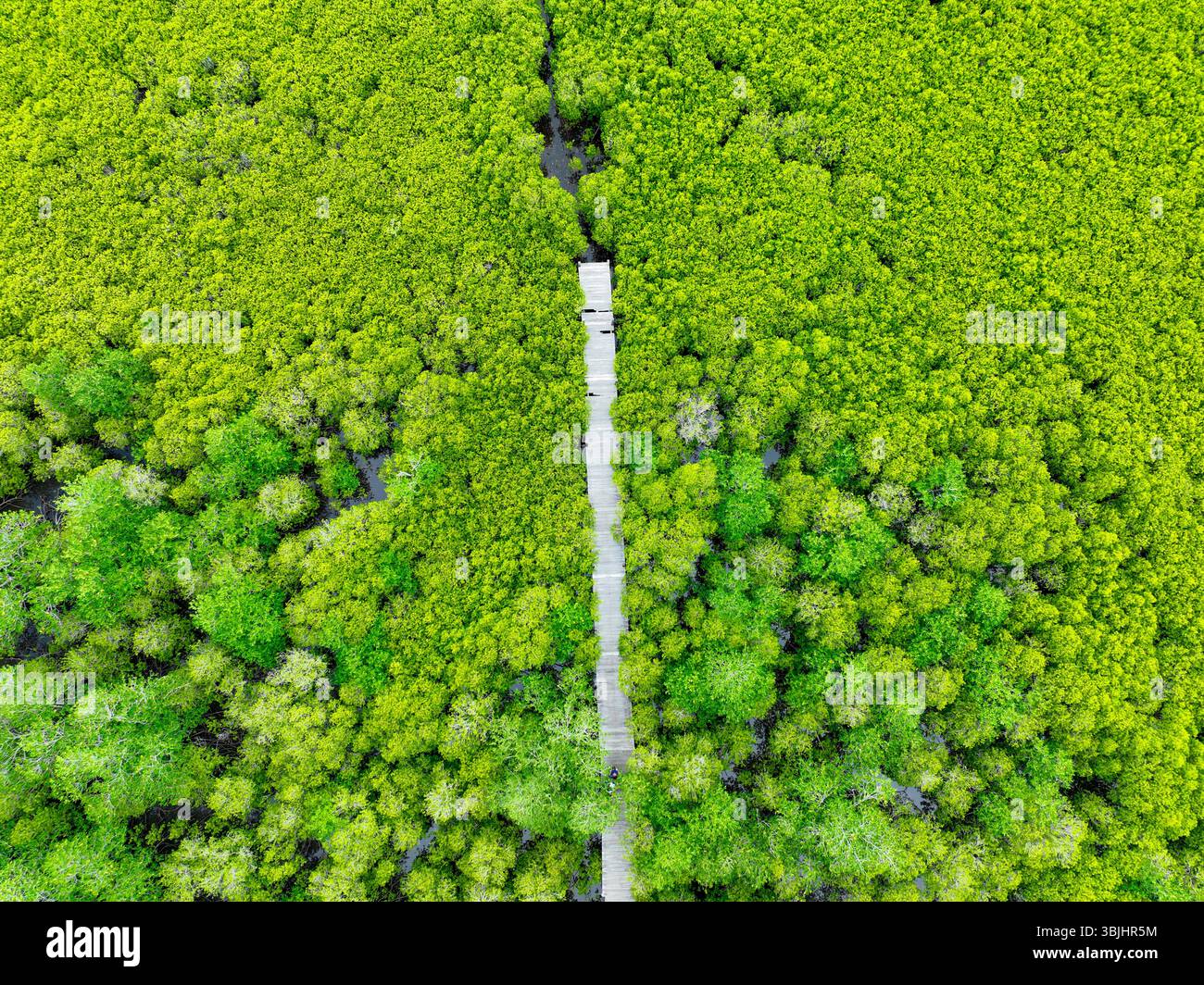 Aerial view lush green mangrove forest. Wooden bridges for natural ...
