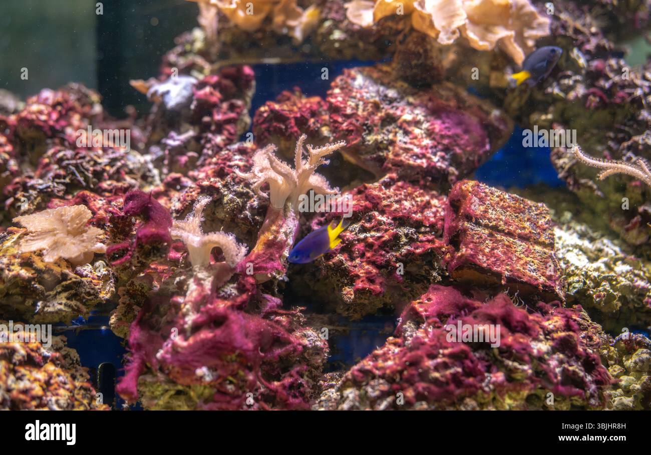 Colorful coral reef ecosystem with diverse marine life swimming among ...