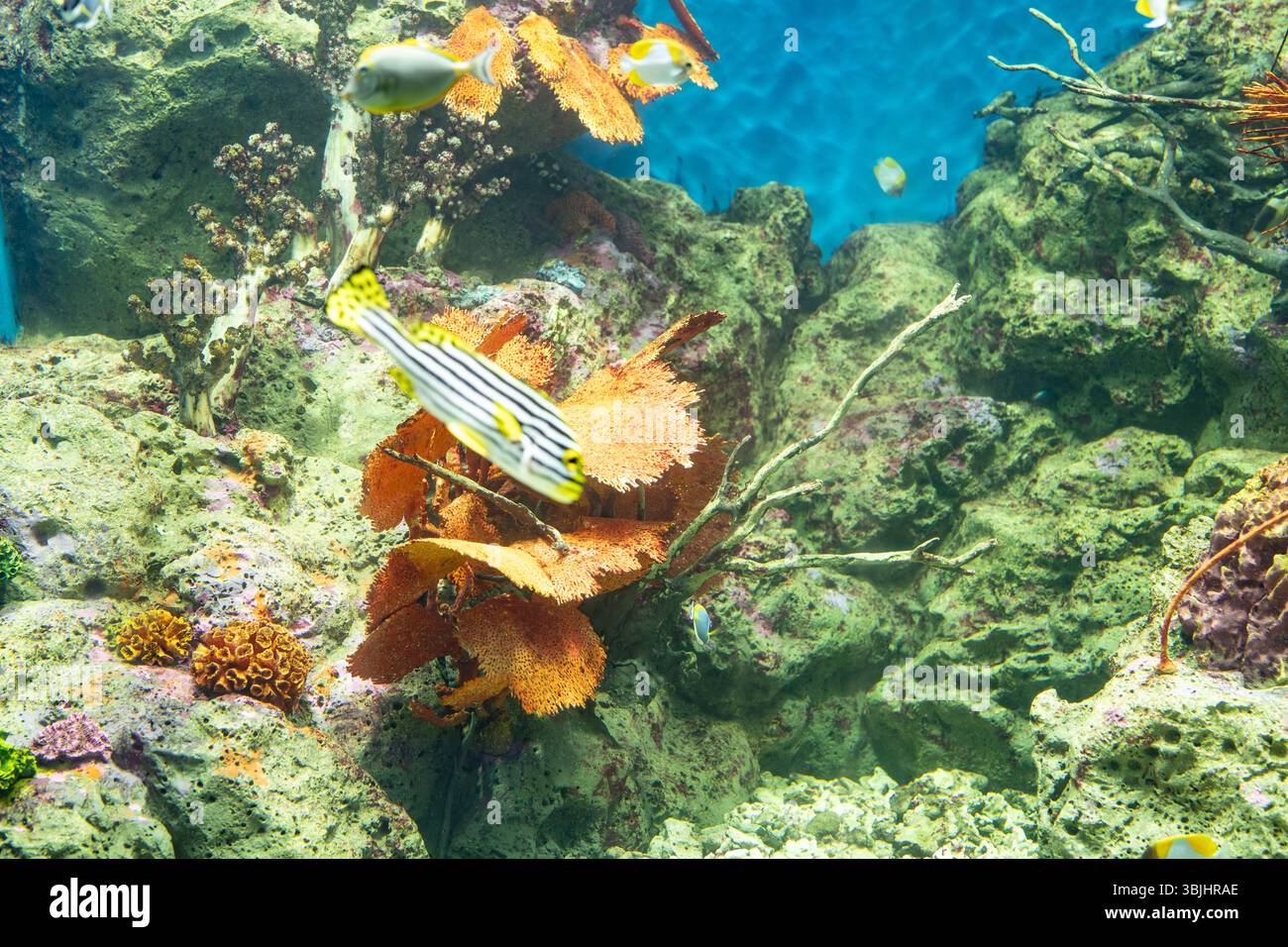 Underwater scene with vibrant coral formations where diverse tropical ...