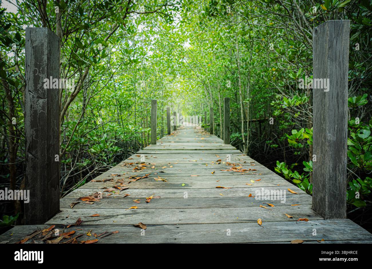Wooden walkway through mangrove forest. Natural carbon sink and ...