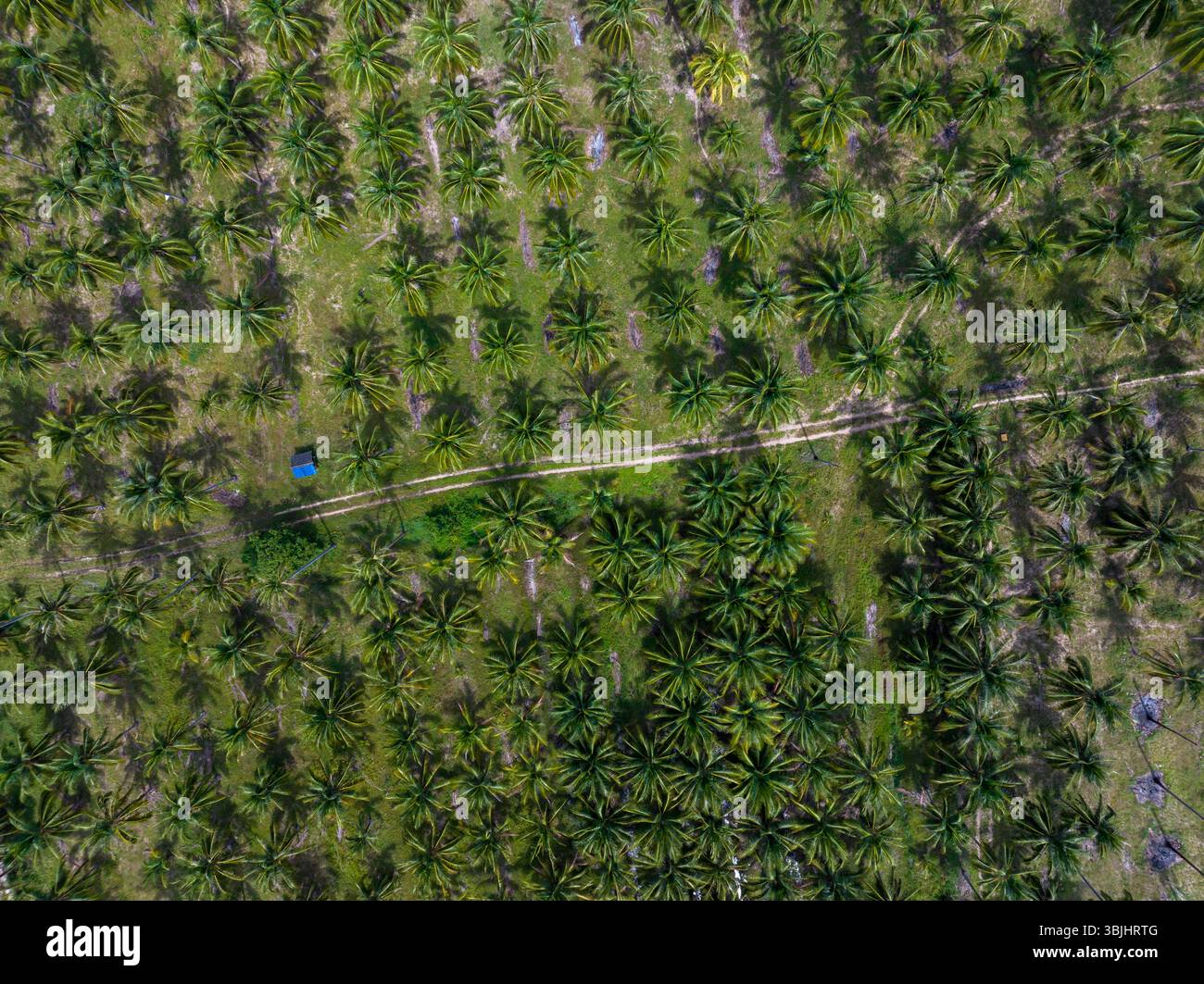 Aerial view of coconut palm tree plantation in tropical farm field ...