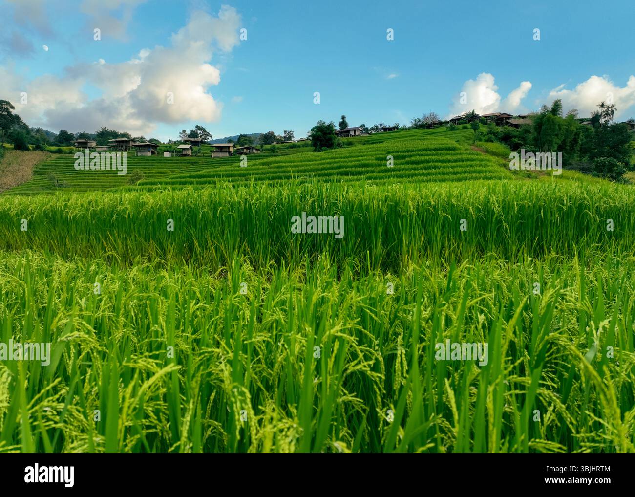 Green rice terraces. Lush agricultural landscape with terraced paddy ...